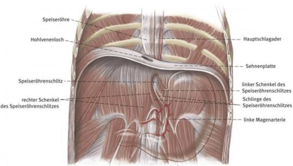 Patienteninformationen zu Operationen an Bauchwandbrüchen ...